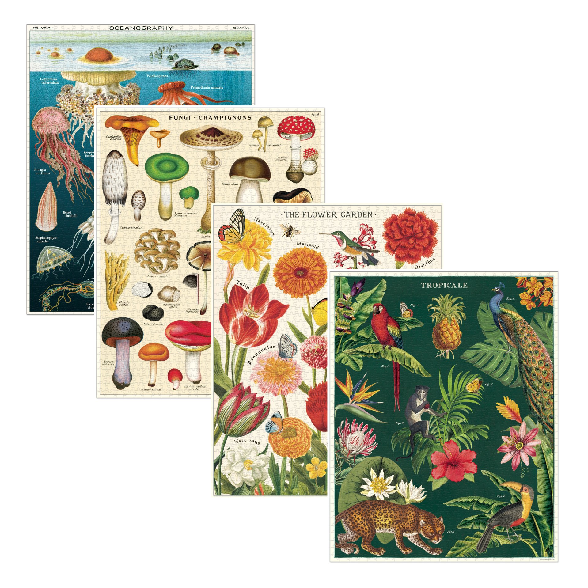 Cavallini Puzzle jetzt online kaufen | Modulor